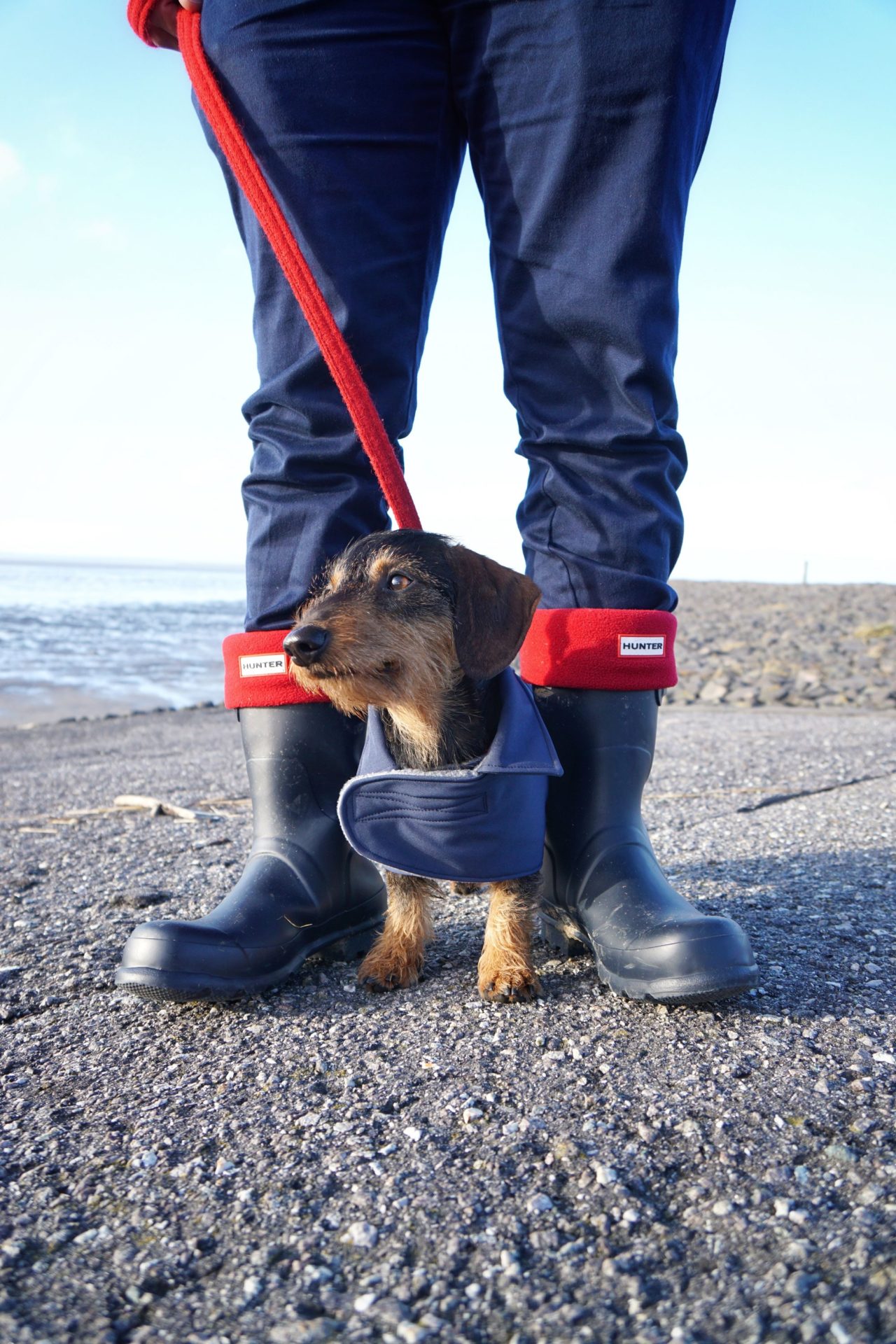 Dackelzubehör und Produkte für Dackel-Fans – woof & wiggle